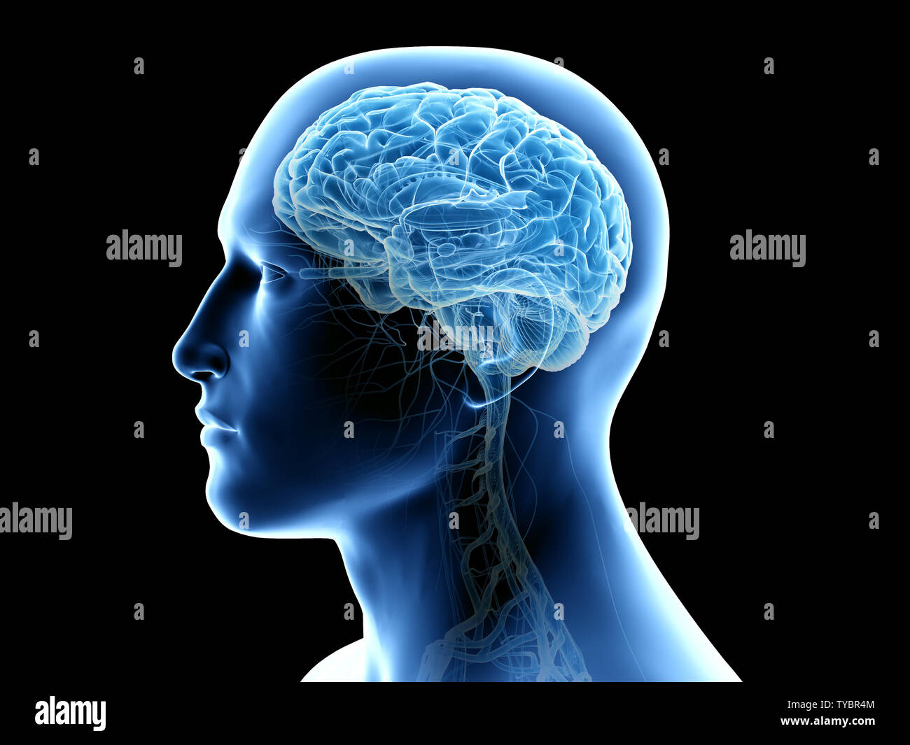 3d rendered medically accurate illustration of the human brain Stock ...