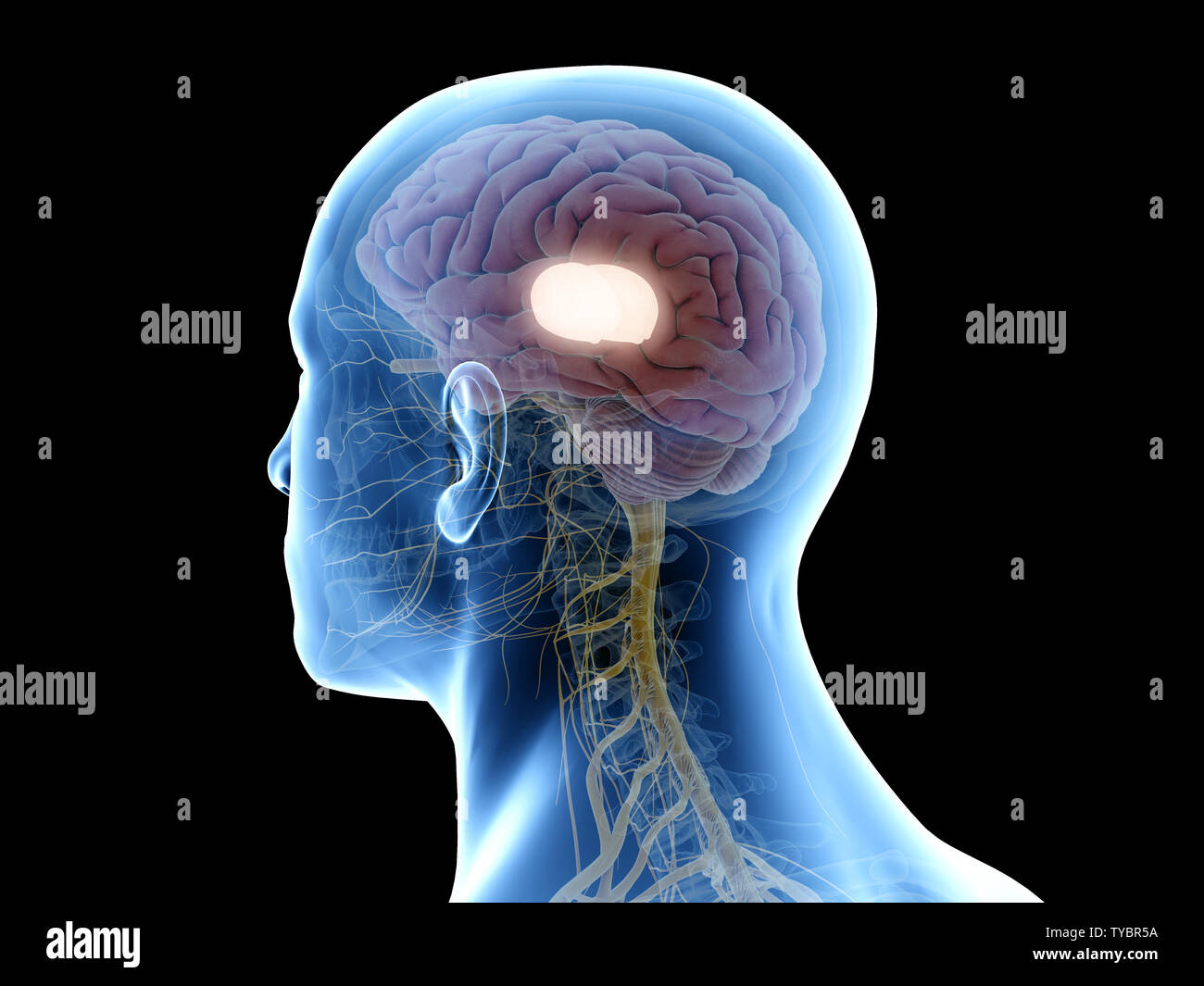 Thalamus hi-res stock photography and images - Alamy