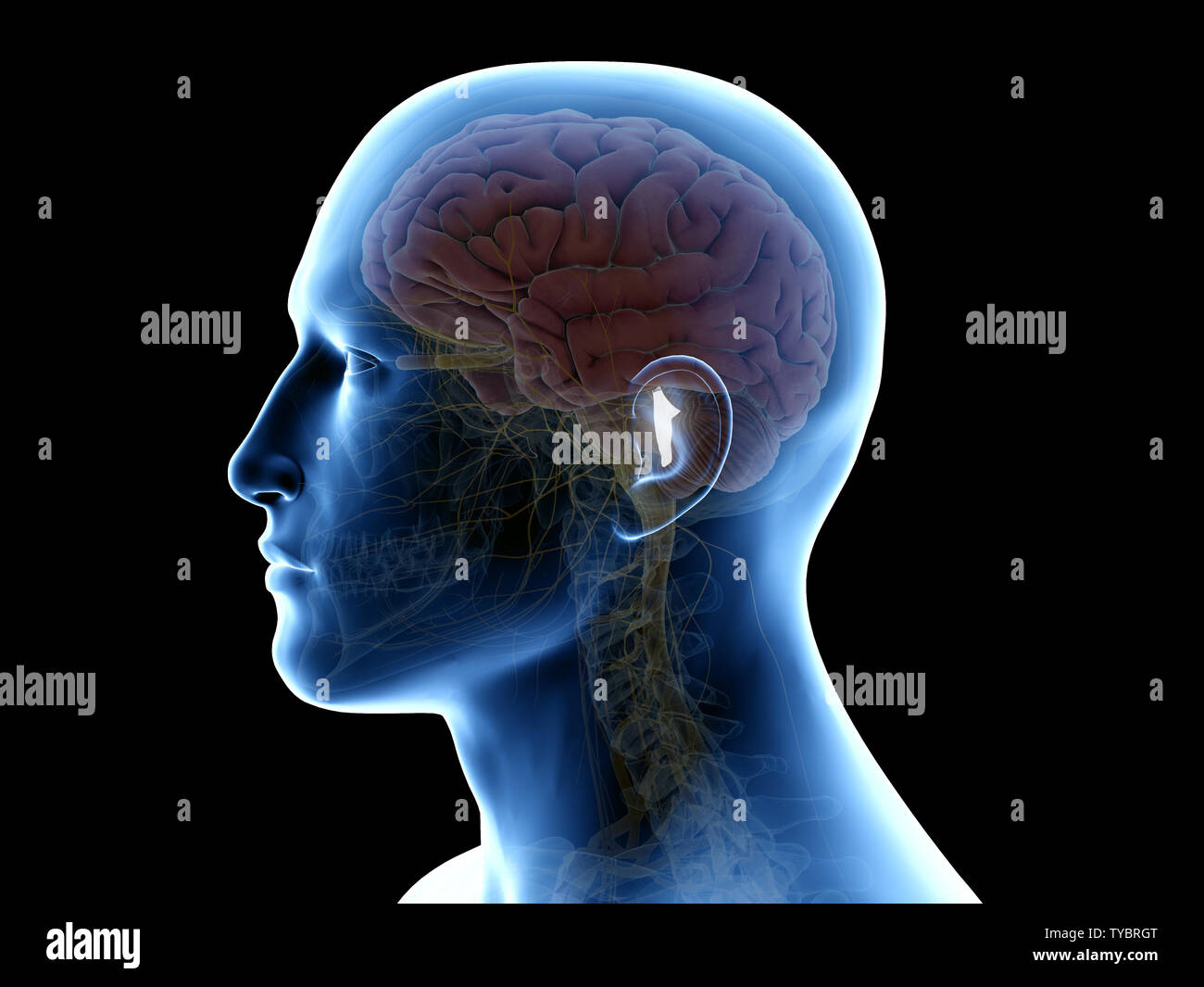 3d rendered medically accurate illustration of the fourth ventricle ...