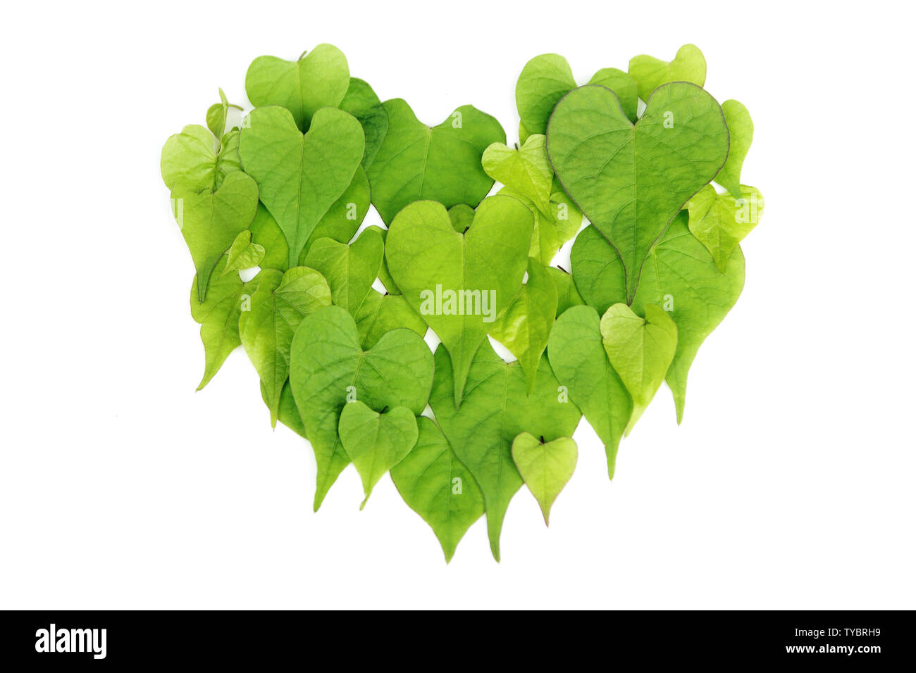 Many heart-shaped leaves form a heart shape Stock Photo - Alamy