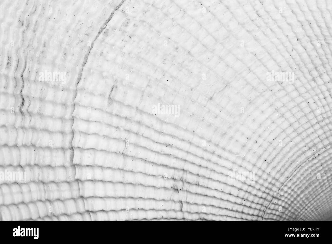 background texture of white seashell, black and white macro photo Stock ...