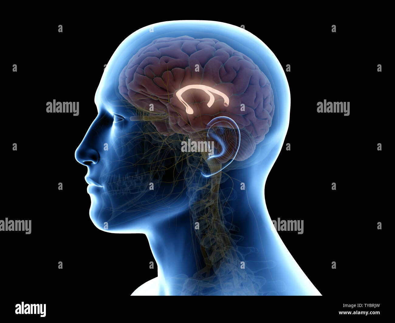 Fórnix cerebral hi-res stock photography and images - Alamy