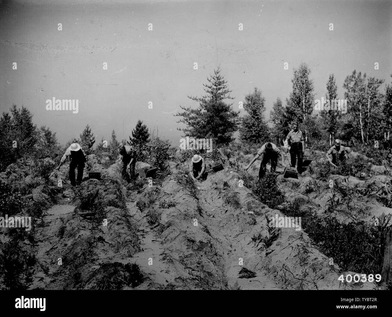 Civilian Conservation Corps Planting Trees CCC Film #3, "Tree Planting
