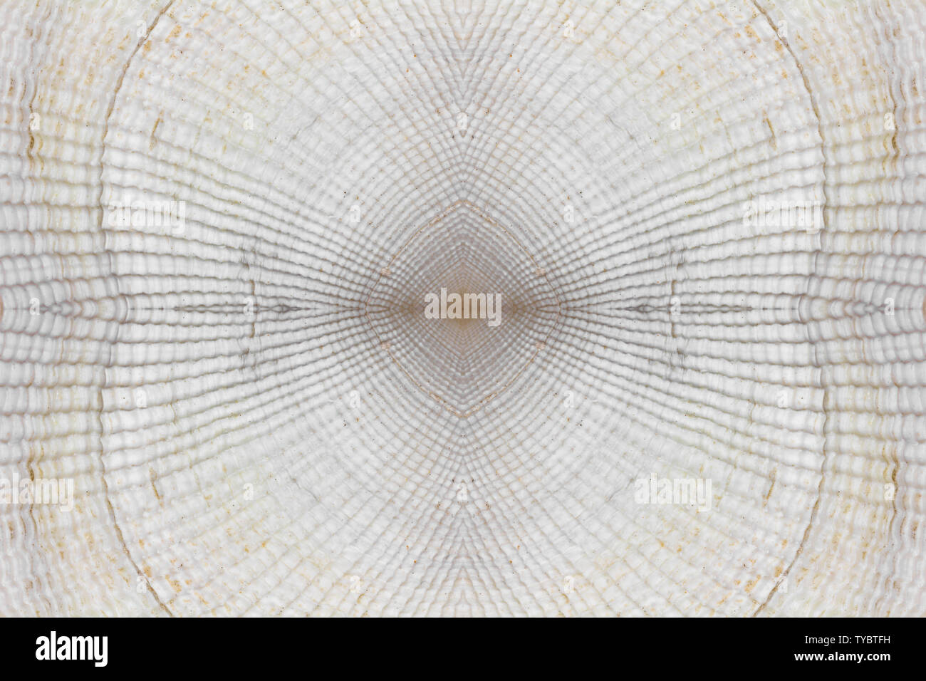 abstract background texture of white seashells Stock Photo - Alamy