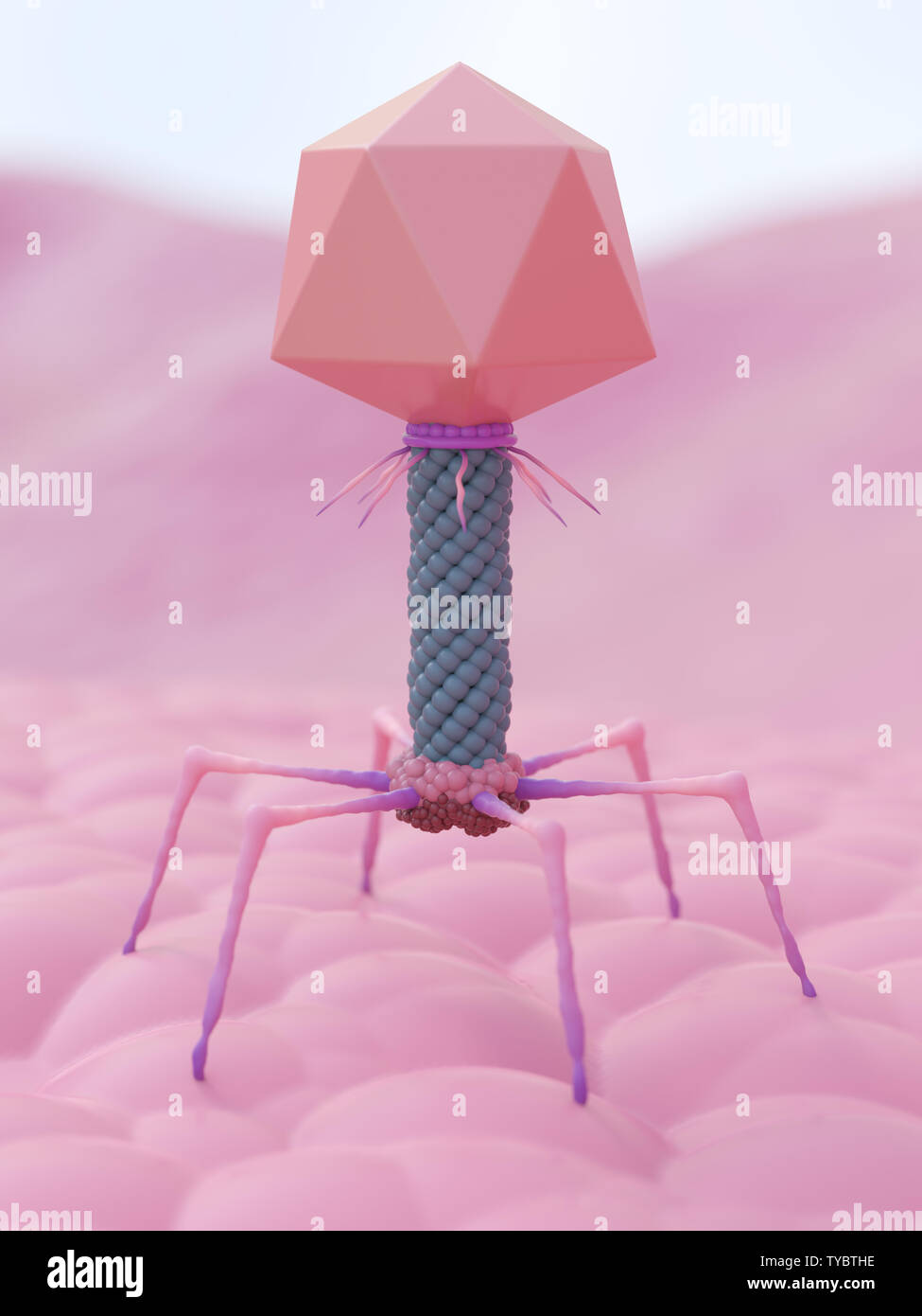 3d rendered medically accurate illustration of a bacteriophage Stock Photo - Alamy