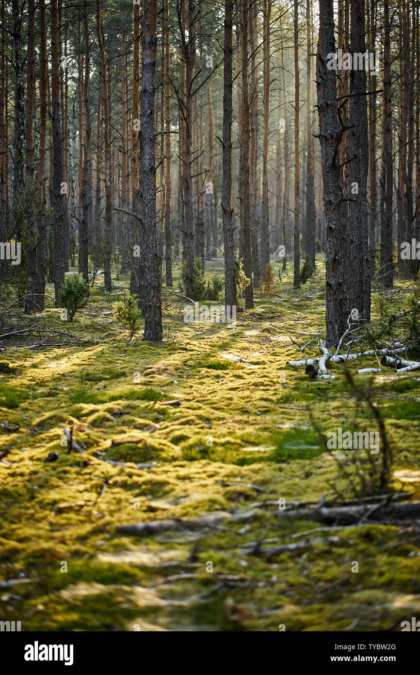 Green landscape of beautiful summer forest at sunrise Stock Photo - Alamy