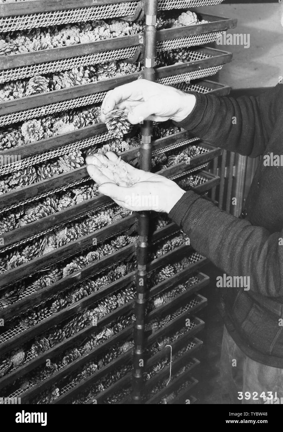 Photograph of Close Up of Red Pine Cones; Scope and content: Original ...
