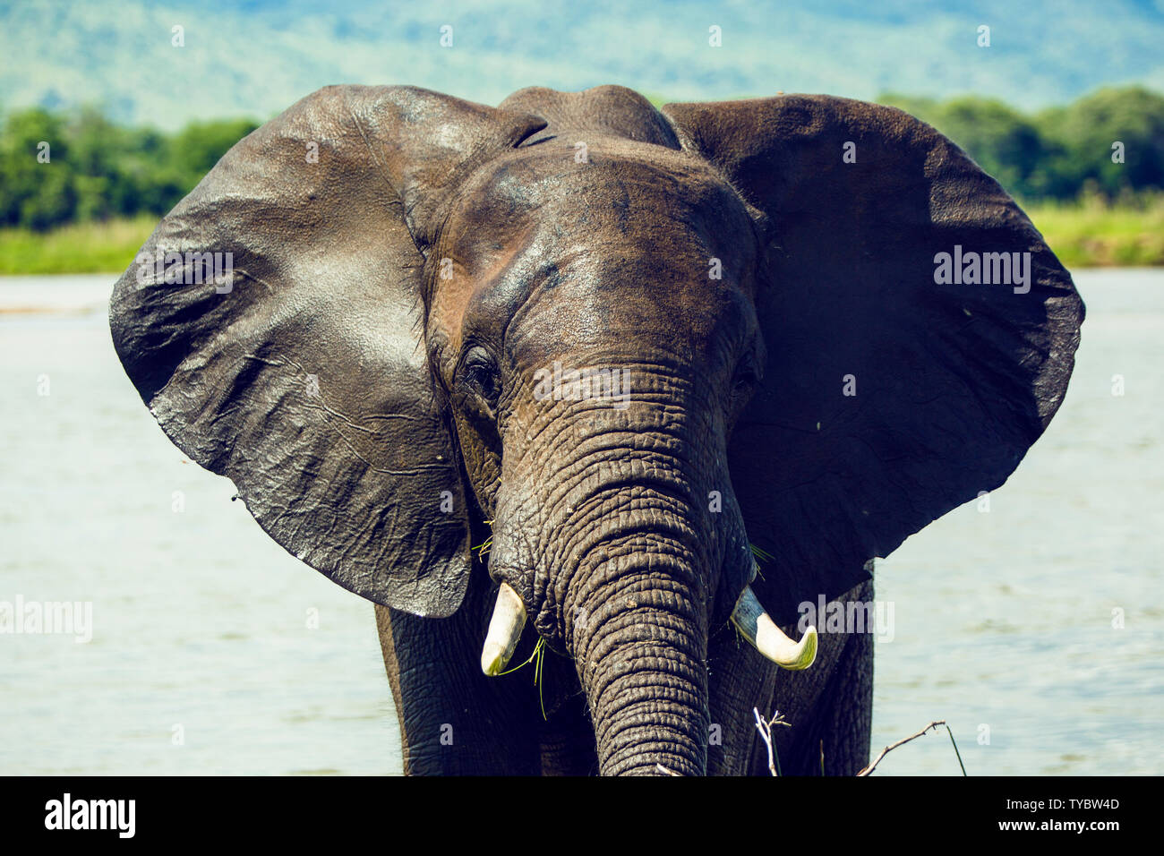 Africa, Zimbabwe, manaturals, national parks, animals, elephants, baby ...
