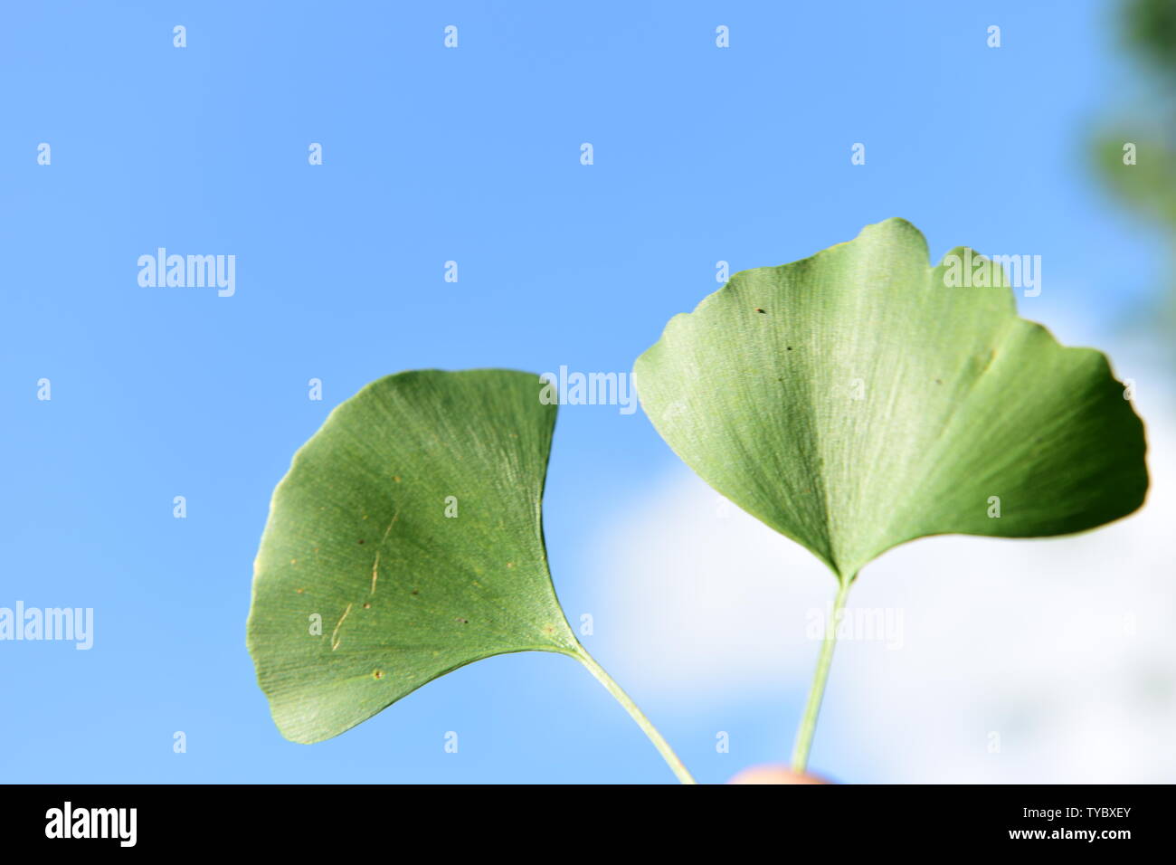 Lea leaves hi-res stock photography and images - Alamy