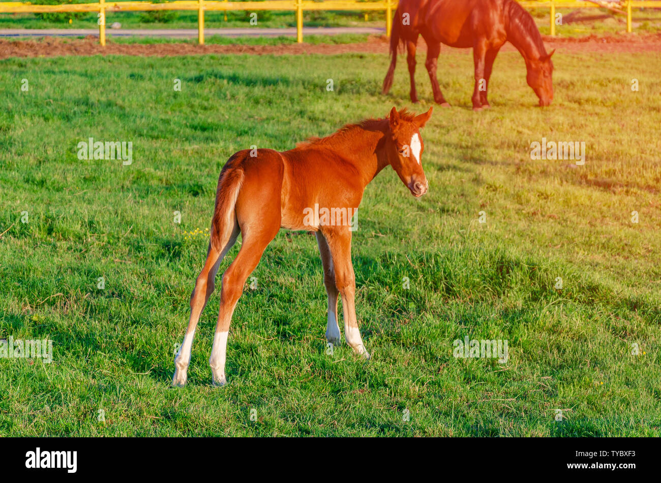 little foal of red color runs on the green grass in the pen Stock Photo ...