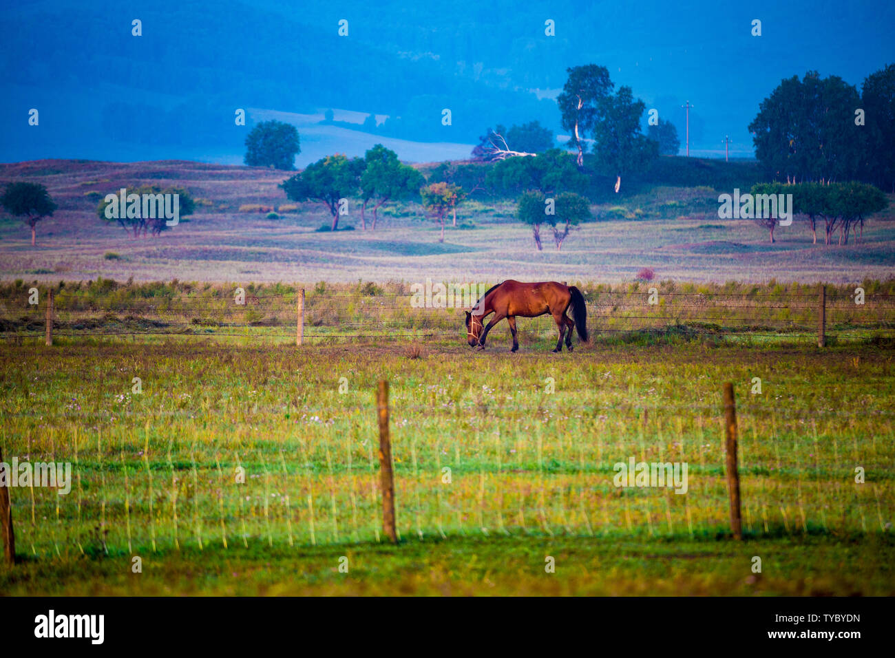 Rural areas outdoor farmland farm farm in summer dry trees hi-res stock ...