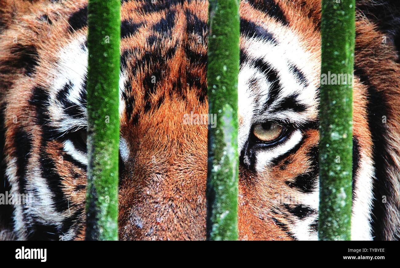 Face with eye of a tiger behind bars in zoo in Yangon, Burma/Myanmar ...