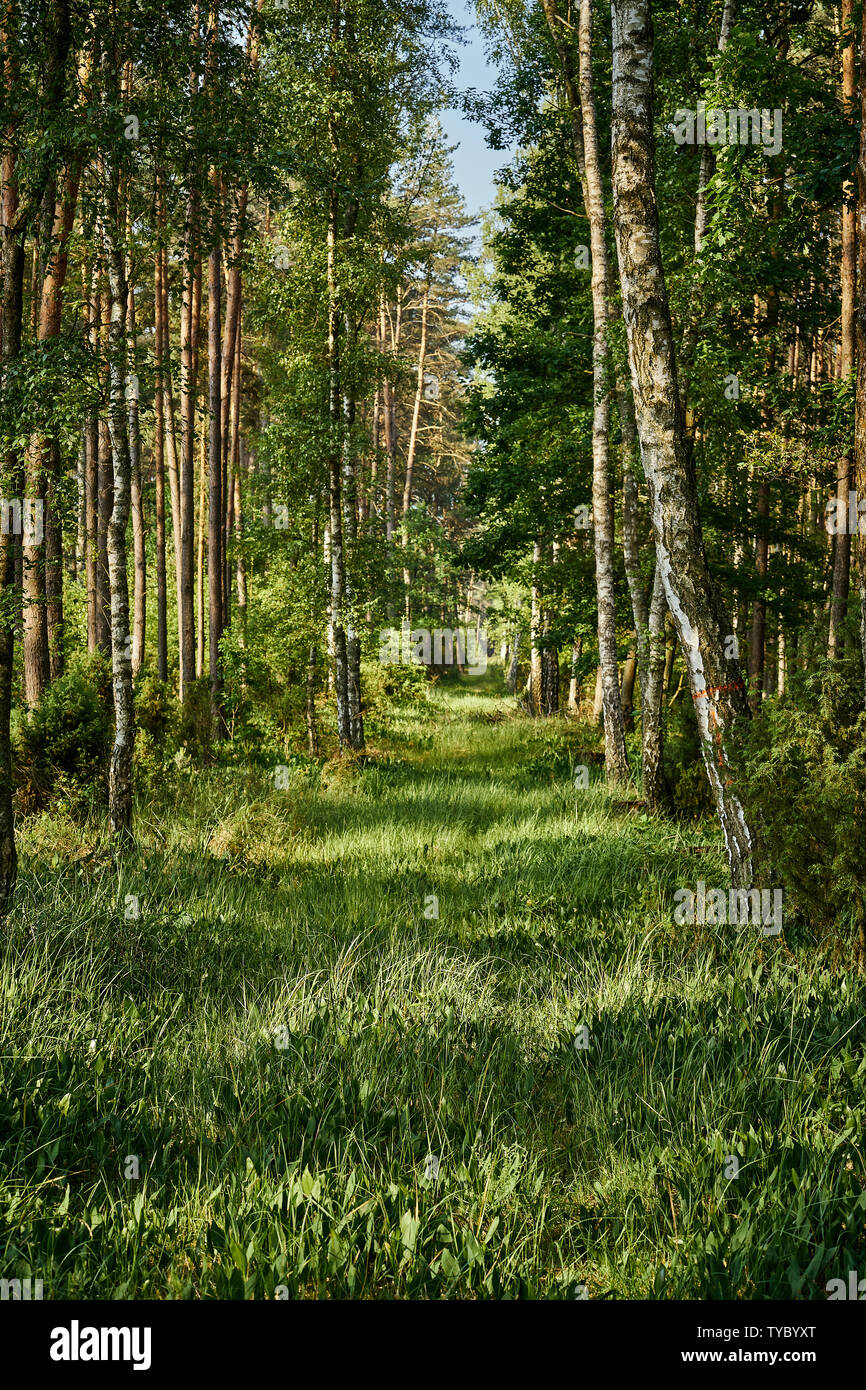 Green landscape of beautiful summer forest at sunrise Stock Photo - Alamy