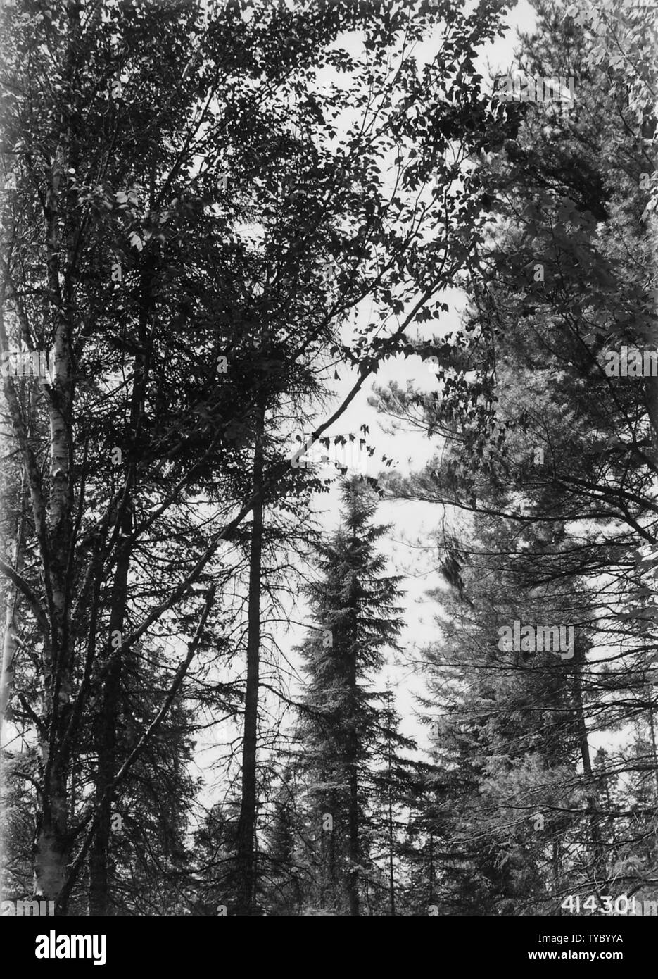 Photograph of Crown of Black Spruce Tree; Scope and content: Original ...