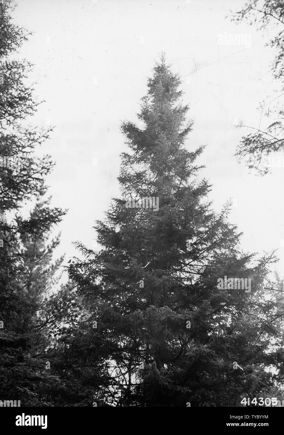 Photograph of Crown of Black Spruce Tree; Scope and content: Original ...