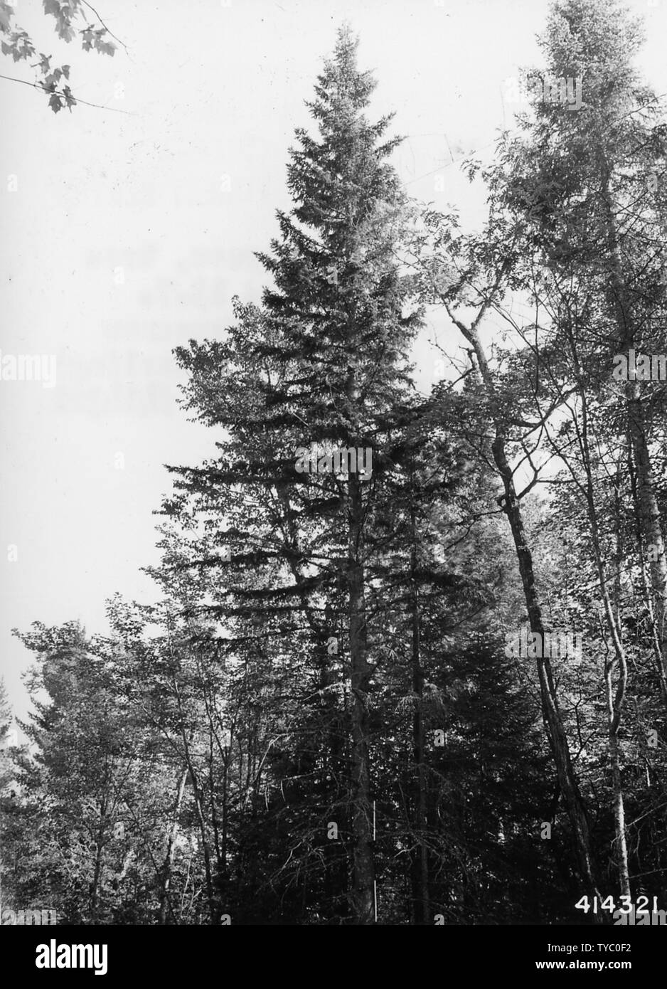 Photograph of Crown of White Spruce Tree; Scope and content: Original ...