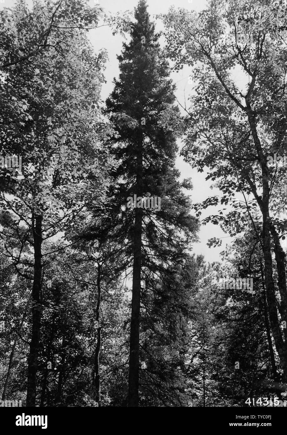 Photograph of Crown of White Spruce Tree; Scope and content: Original ...
