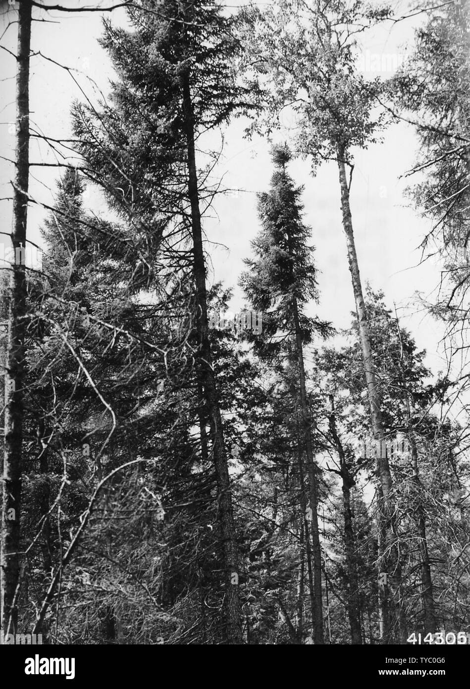 Photograph of Crown of Black Spruce Tree; Scope and content: Original ...