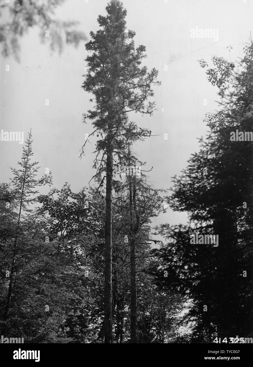 Photograph of Crown of White Spruce Tree; Scope and content: Original ...