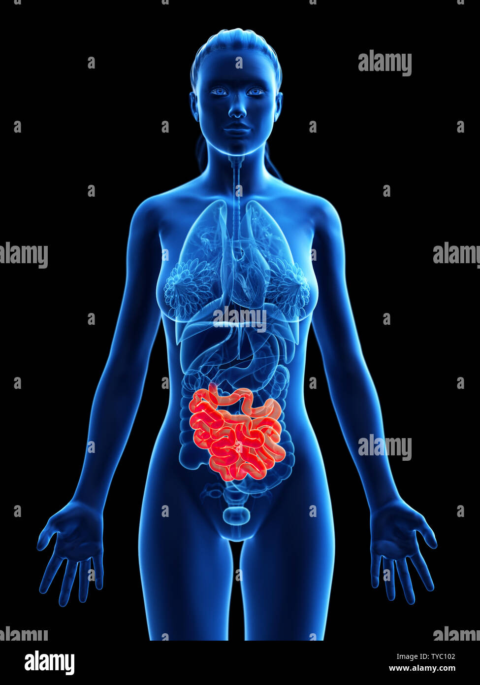 3d rendered medically accurate illustration of a womans small intestine ...
