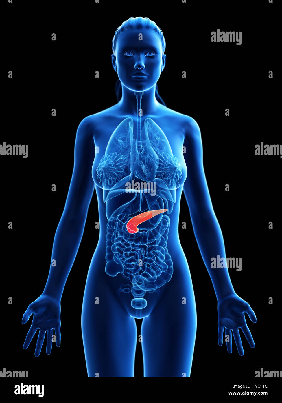 Organs diabetes hi-res stock photography and images - Alamy