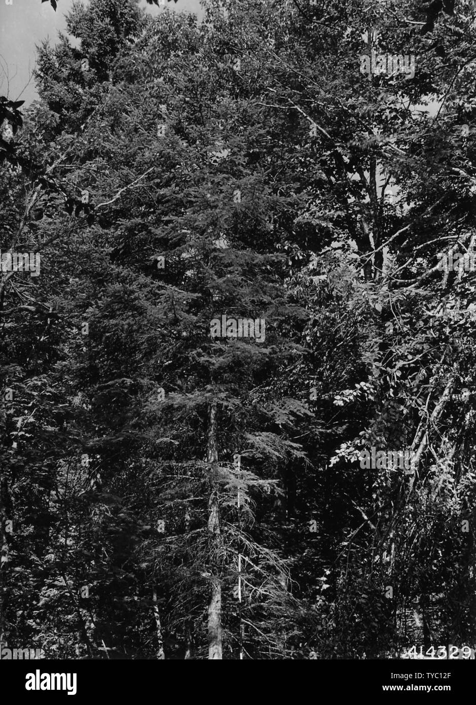 Photograph of Crown of White Spruce Tree; Scope and content: Original ...