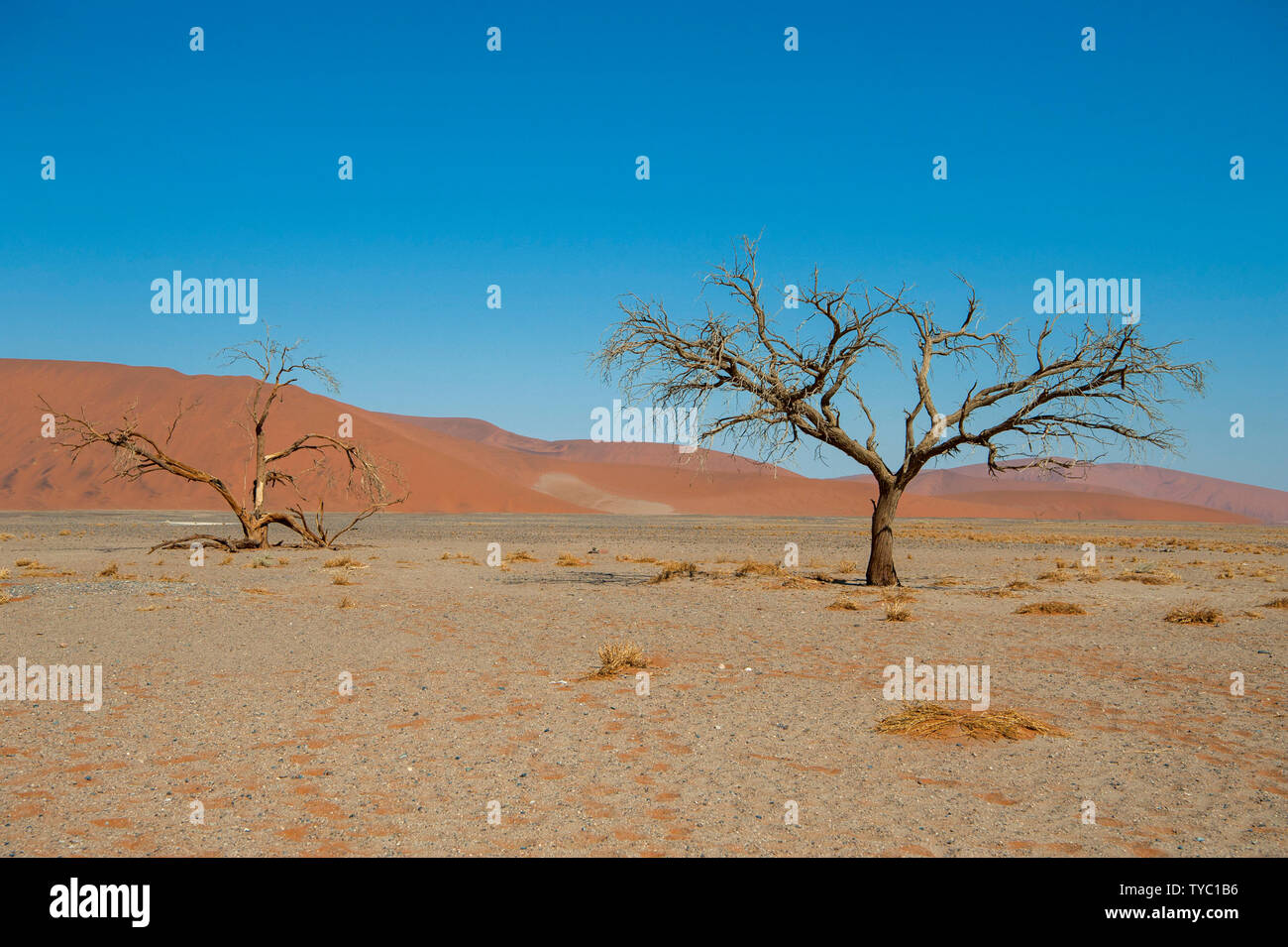 Parched ground hi-res stock photography and images - Alamy