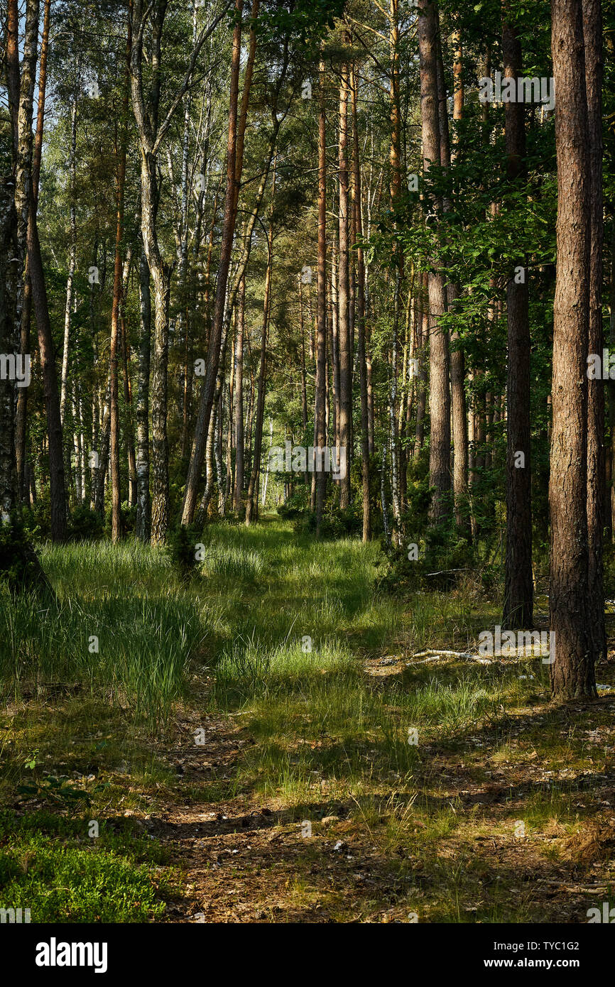 Green landscape of beautiful summer forest at sunrise Stock Photo - Alamy