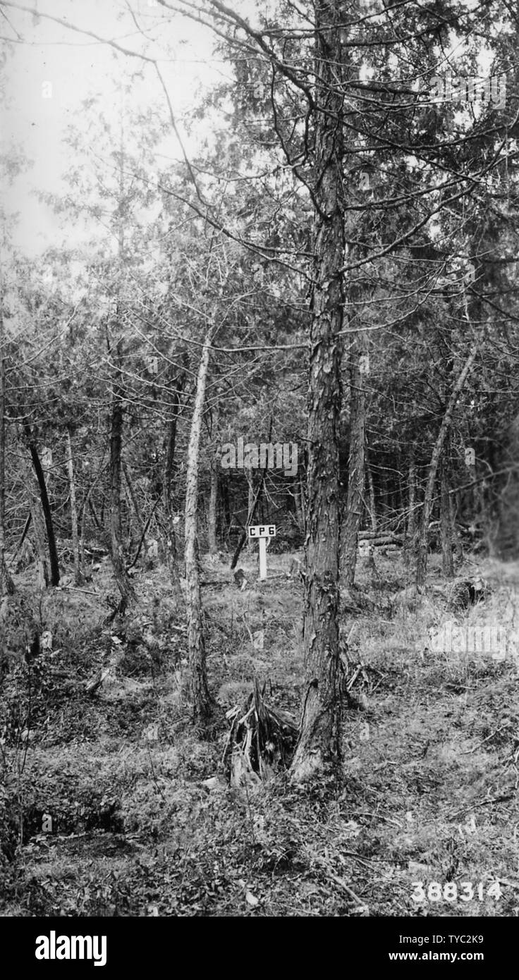 Photograph of Deer Browse Study Plot; Scope and content: Original ...