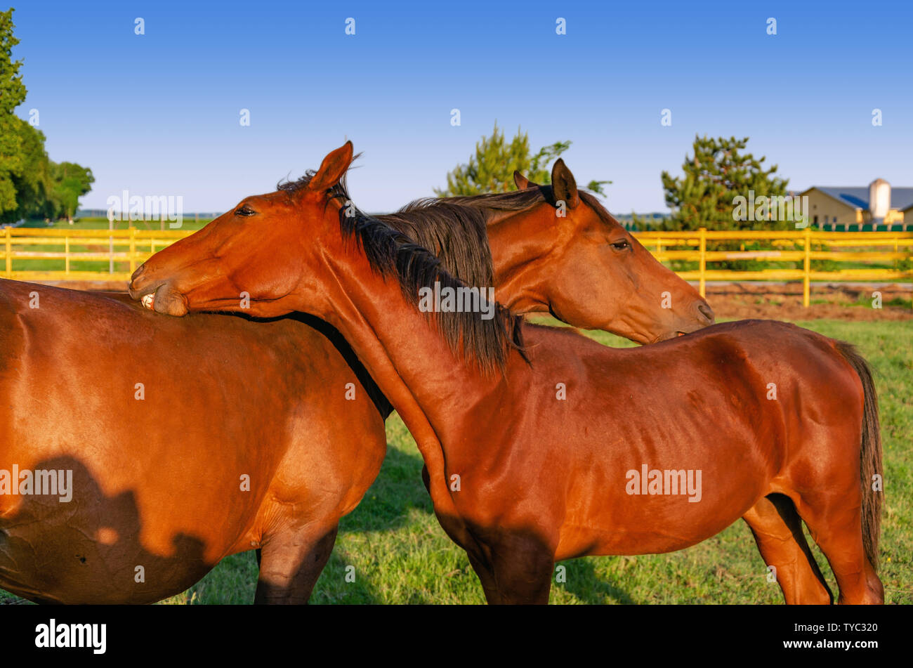 Two horses of red color are embracing, nodding their heads one on ...