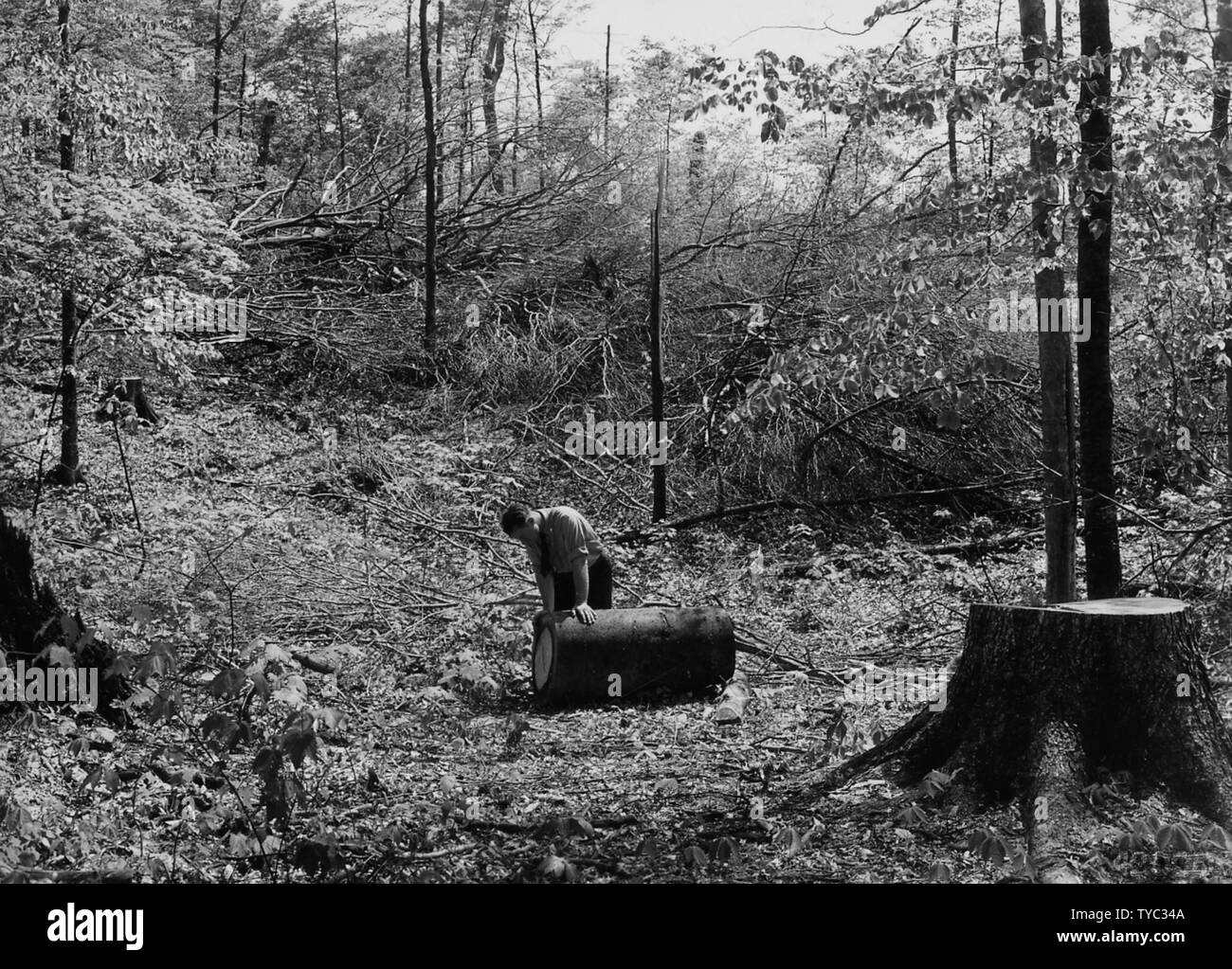 Photograph of Destructive Logging on Private Land; Scope and content ...