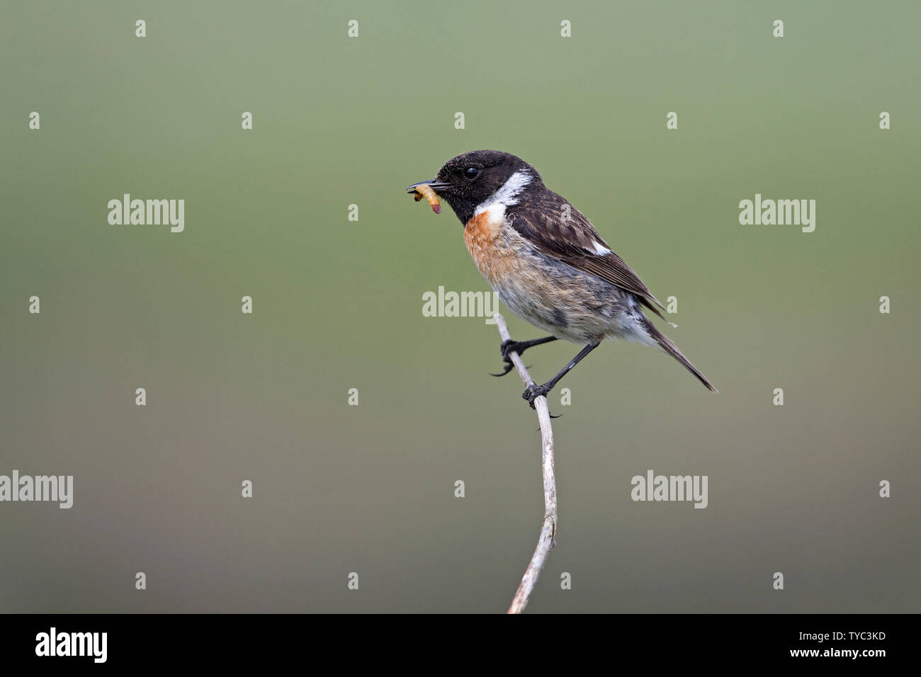 Young stonechat hi-res stock photography and images - Alamy