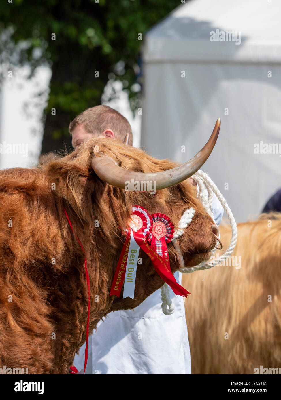 Highland cow highland cattle show hi-res stock photography and images ...