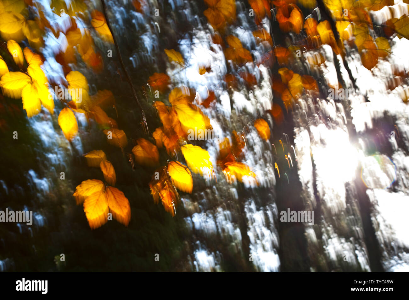 European Beech or Common Beech forest, Ucieda forest, Saja-Besaya ...