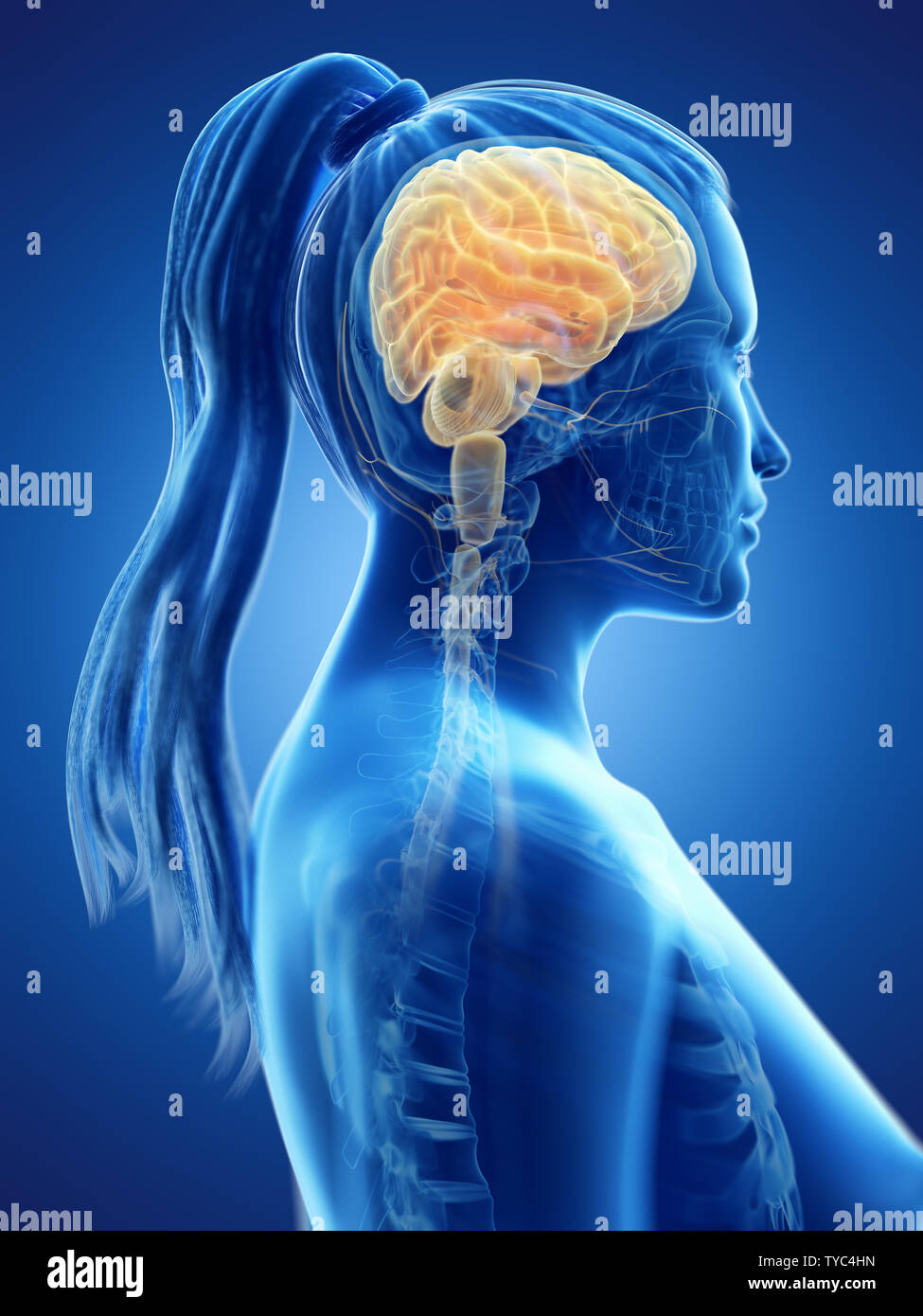 Female brain artwork hi-res stock photography and images - Alamy