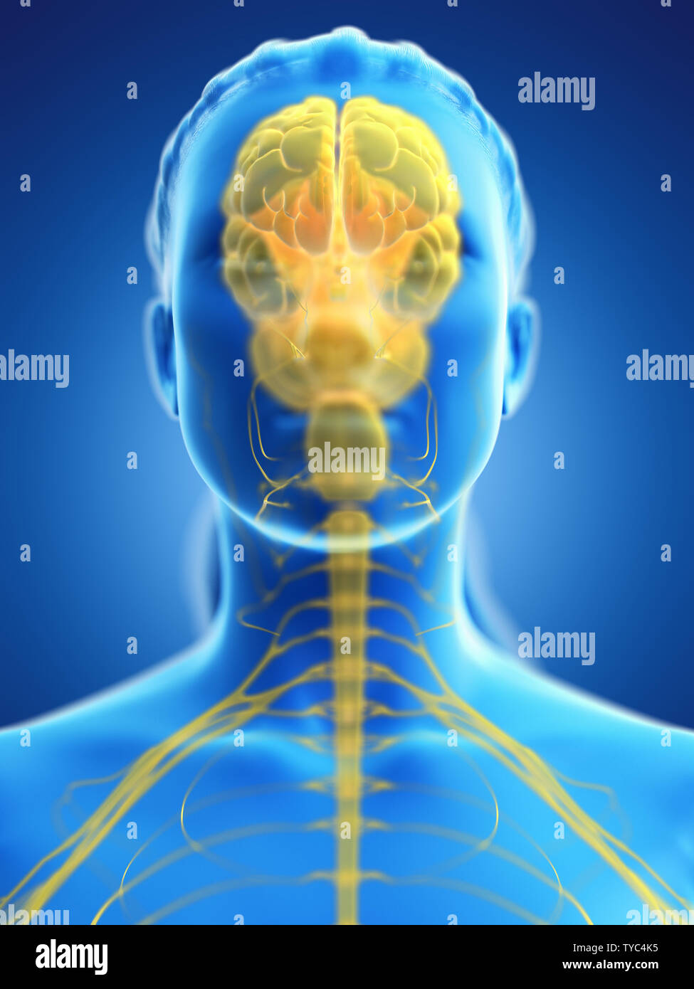 Female brain artwork hi-res stock photography and images - Alamy