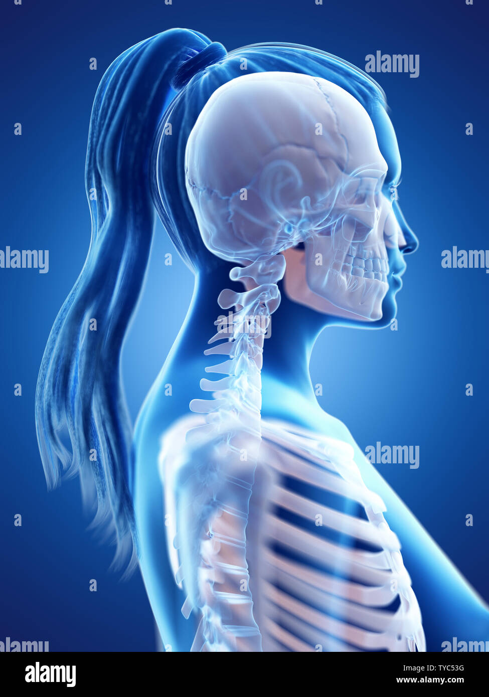 3d rendered medically accurate illustration of a womans skeletal neck ...