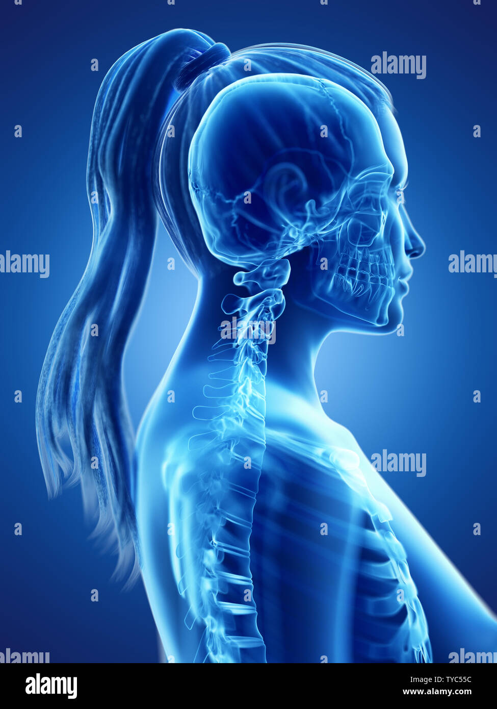 3d rendered medically accurate illustration of a womans skeletal neck ...