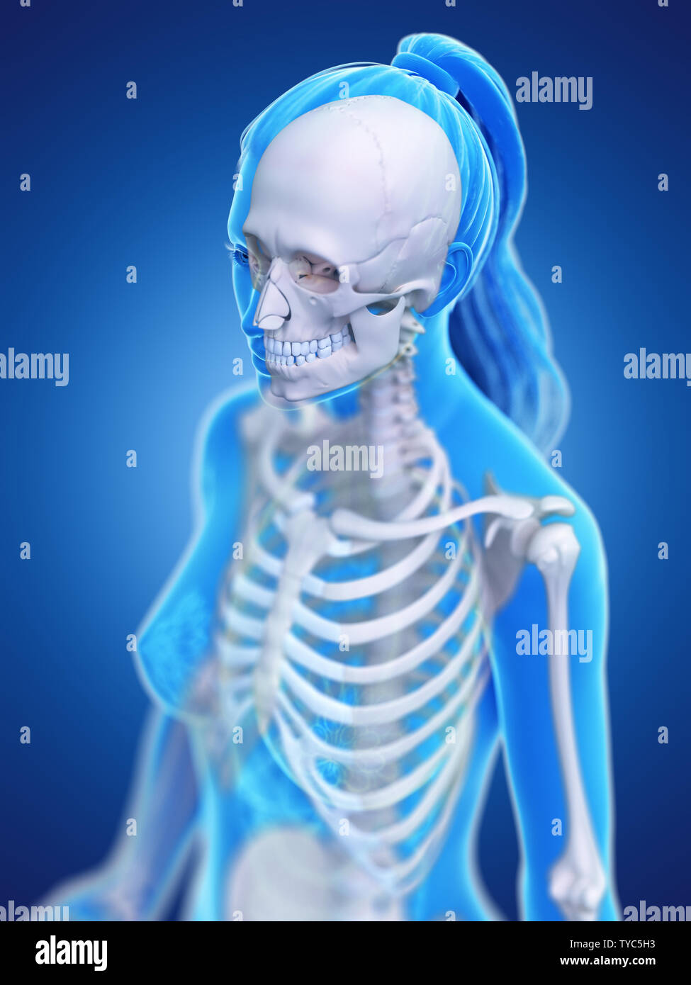 Female thorax anatomy hi-res stock photography and images - Alamy