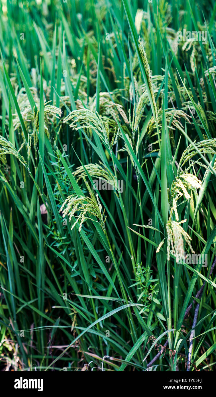 Rural cereals and leaves hi-res stock photography and images - Alamy