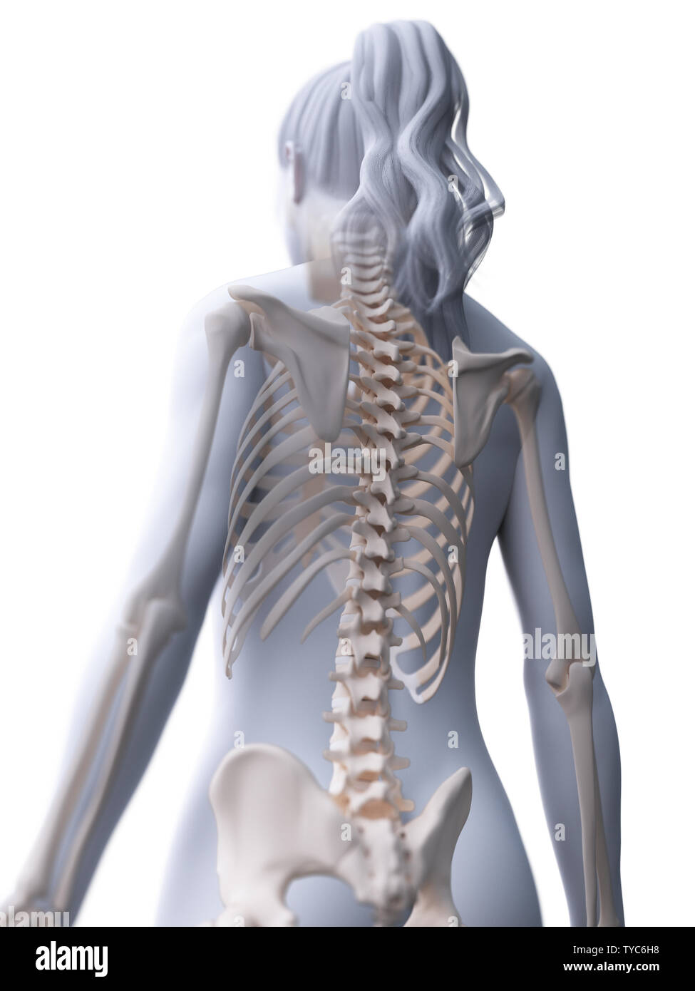 Woman anatomy internal organs back hi-res stock photography and images ...