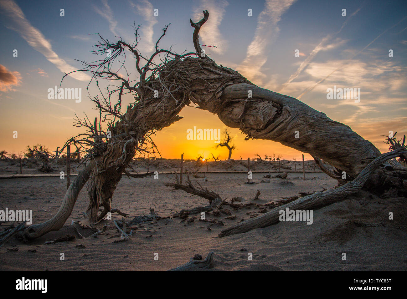 Hu Yang Lin sunset frame Stock Photo - Alamy