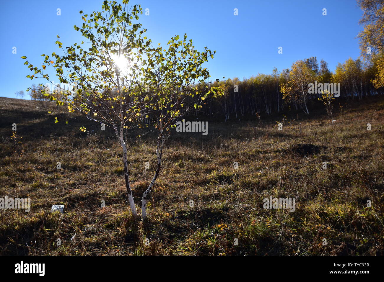 Prairie birch hi-res stock photography and images - Alamy