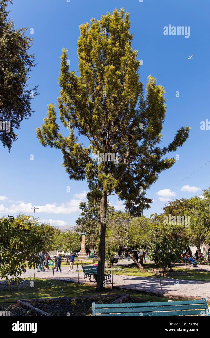 Quinine tree hi-res stock photography and images - Alamy