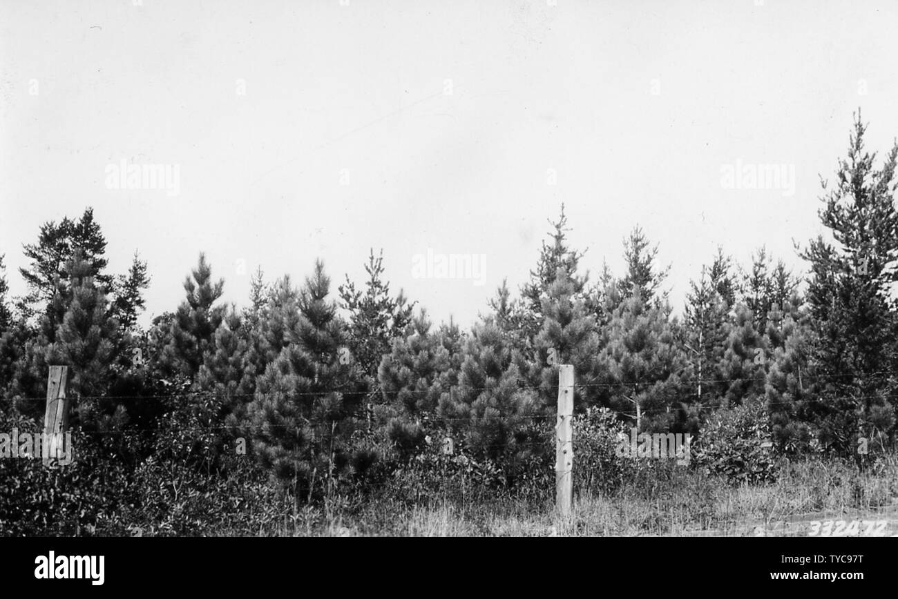 Photograph of Forest Service Planting on Municipal Well Plot; Scope and ...