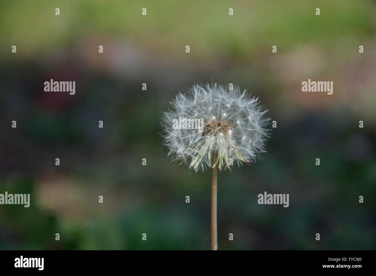 Copper money grass hi-res stock photography and images - Alamy