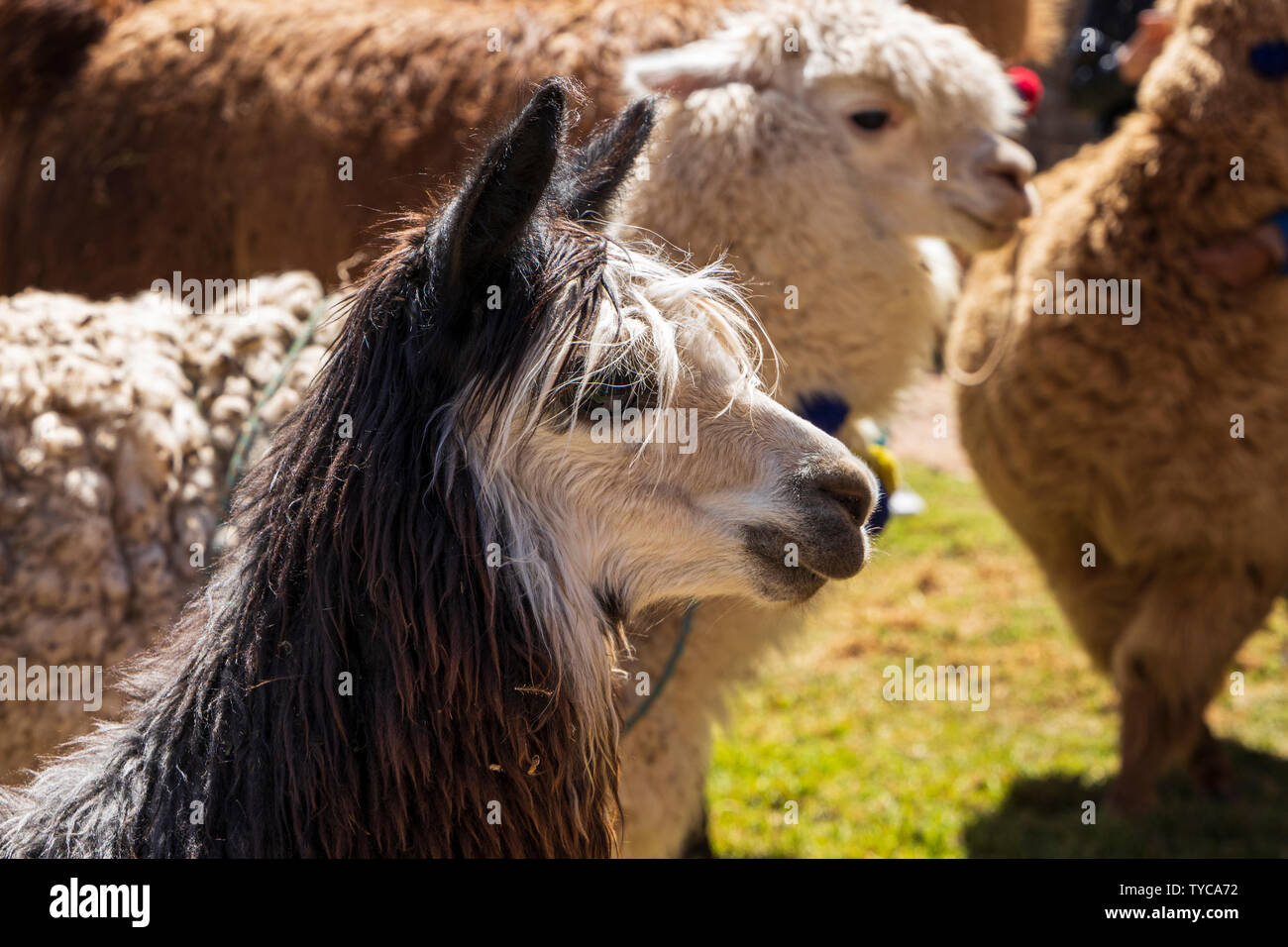 Llamas and alpacas in the garden of the Campo de Artesanos, in Cusco ...