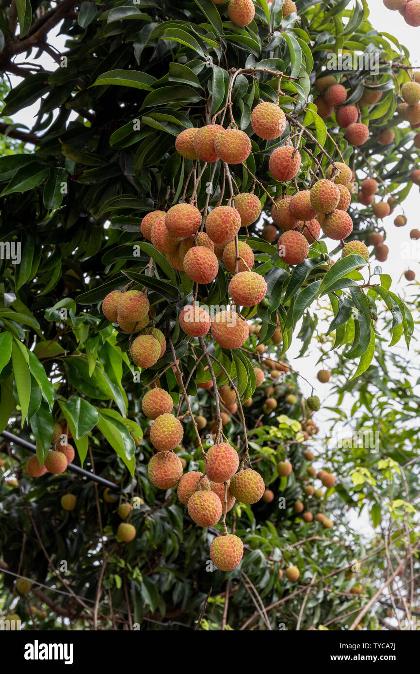 Litchi, Lingnan Jia fruit. Litchi fruit fruit tropical fruit Stock ...