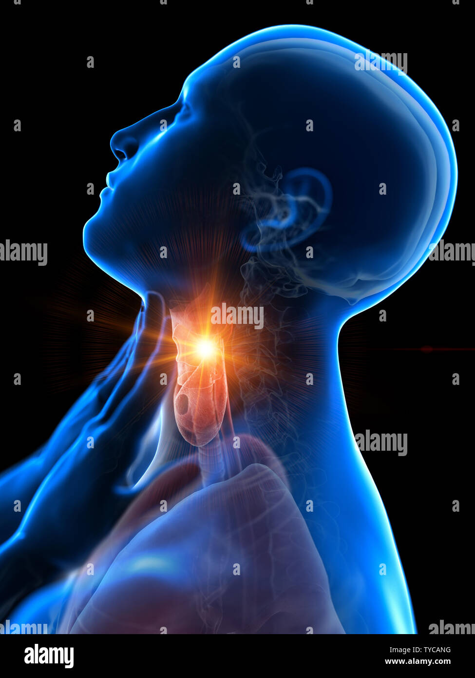 Science throat trachea hi-res stock photography and images - Alamy