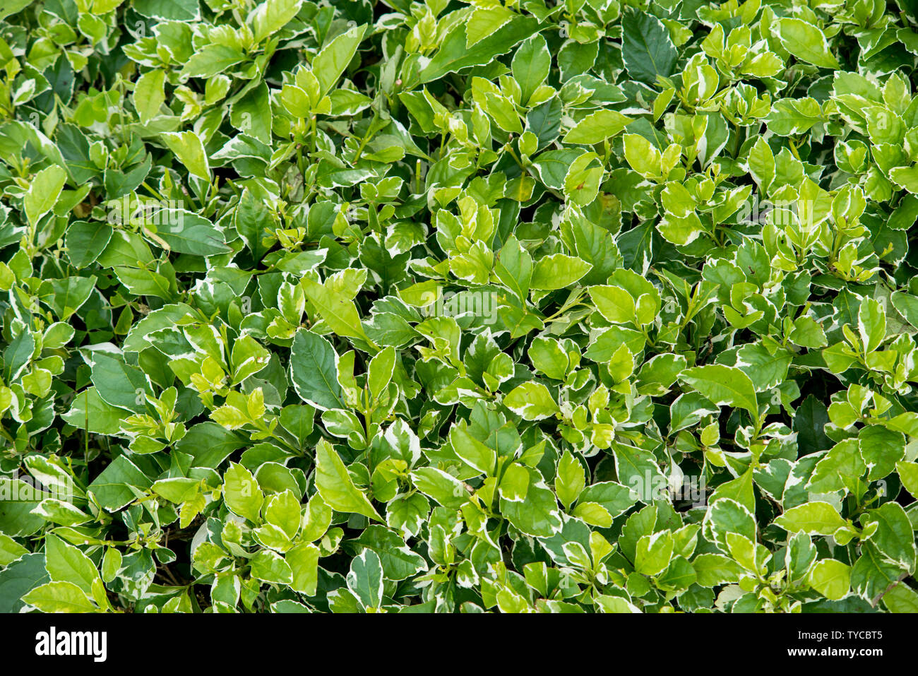 Pure-colored green plant leaf material Stock Photo - Alamy
